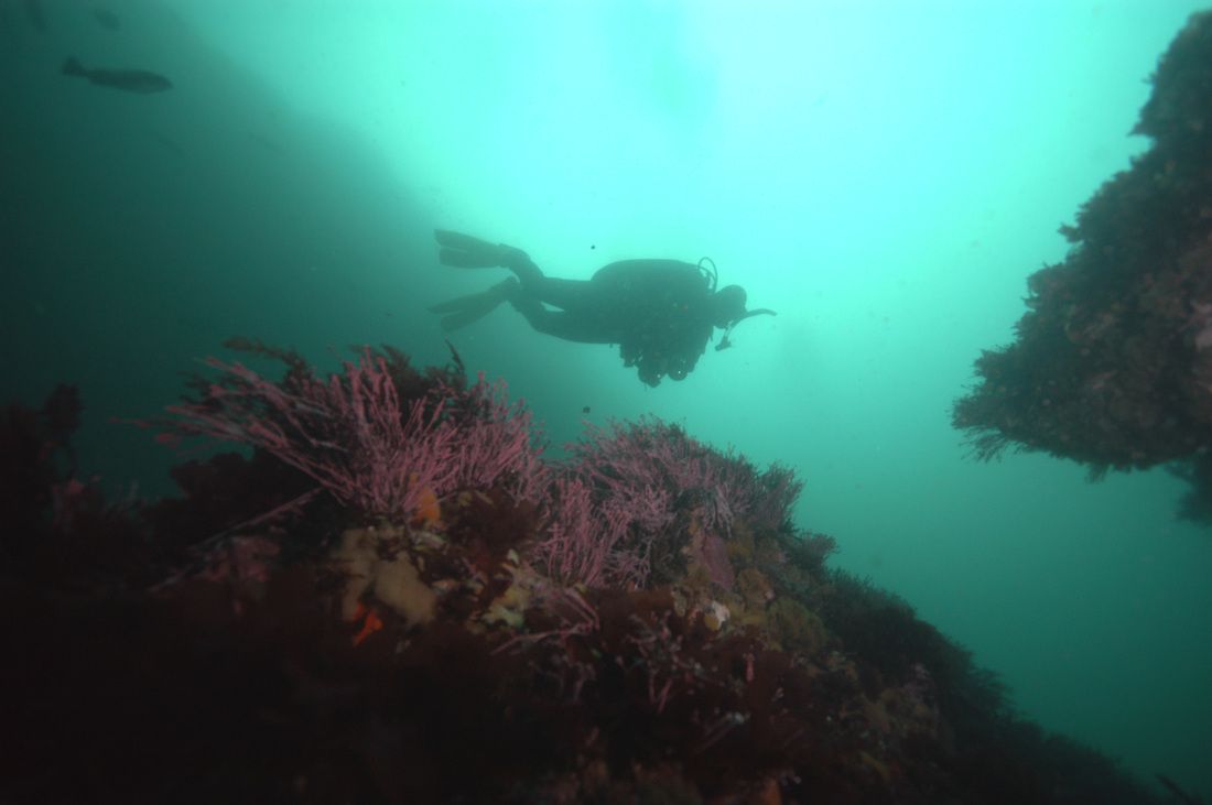 Santa Rosa Reef - SloDivers